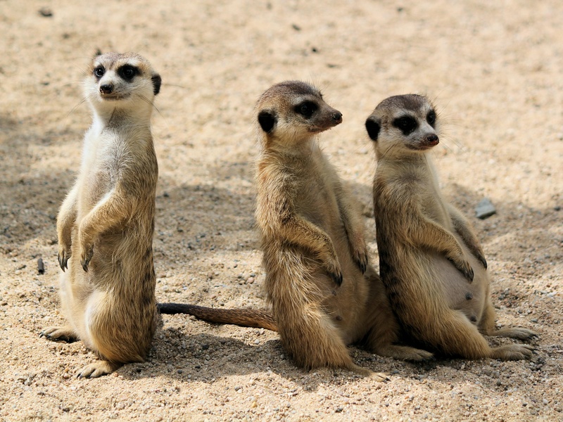 The Complete List of Savanna Animals - Flora Fauna Fun