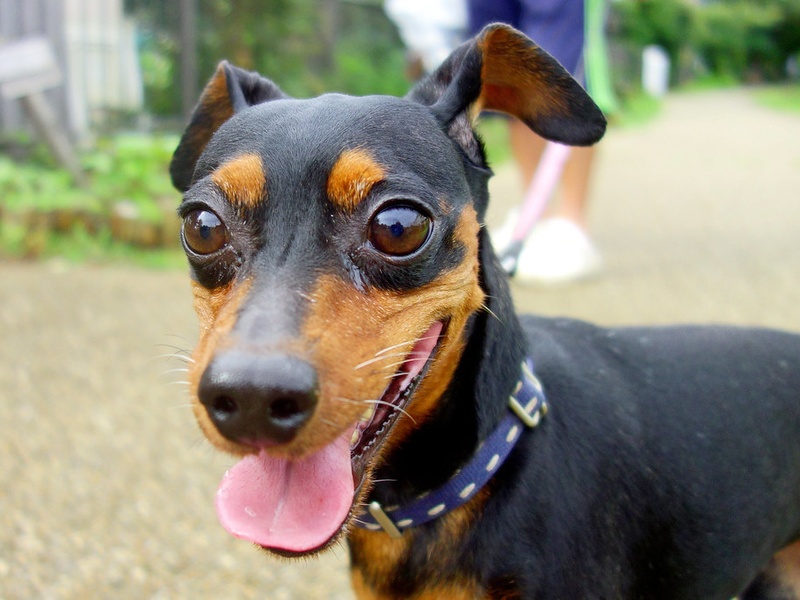 List of Small Black Dog Breeds - Flora Fauna Fun