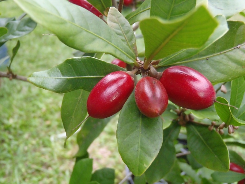 The Complete List of Rainforest Fruits - Flora Fauna Fun