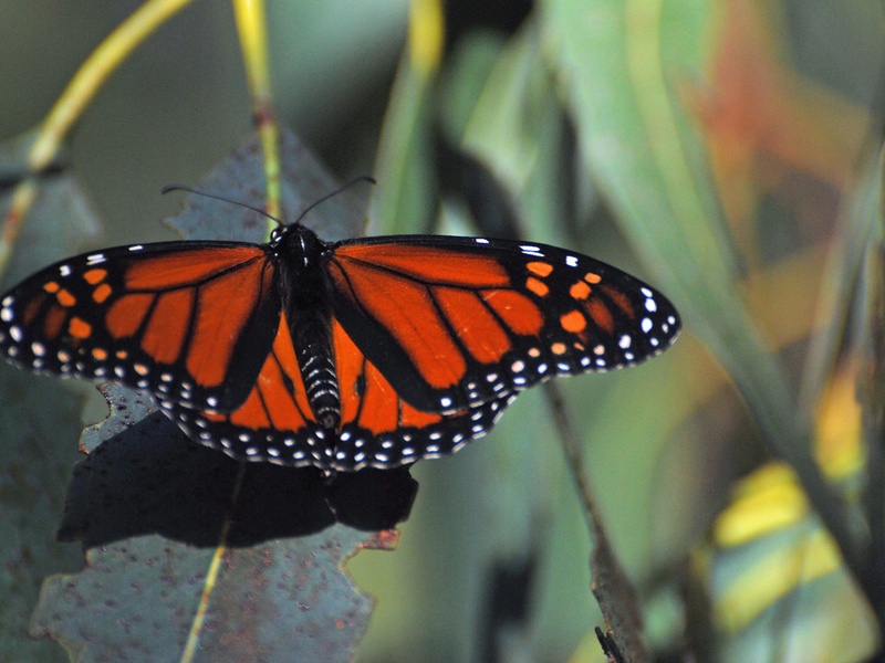 List of Rare Orange Animals - Flora Fauna Fun