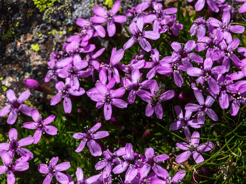 Iceland's Native Plants: The Complete List - Flora Fauna Fun