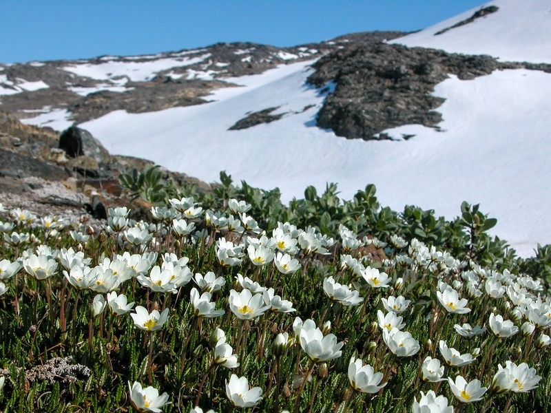 Iceland's Native Plants: The Complete List - Flora Fauna Fun