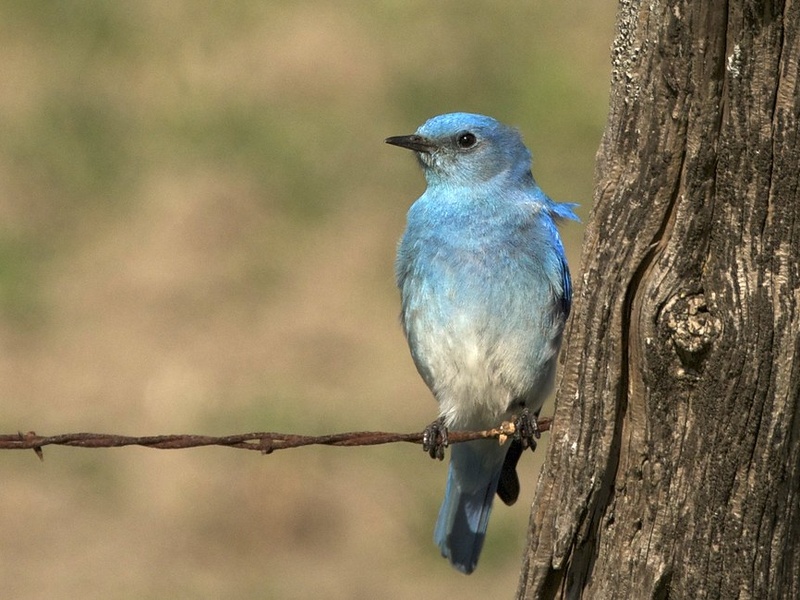 The Complete List of Cute Blue Animals - Flora Fauna Fun