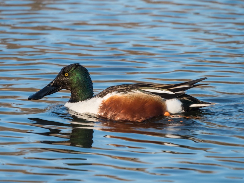 Birds of Malta: The Complete List - Flora Fauna Fun