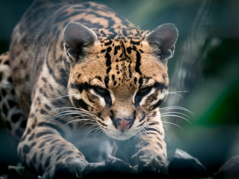 Venezuela's Native Animals: The Complete List - Flora Fauna Fun