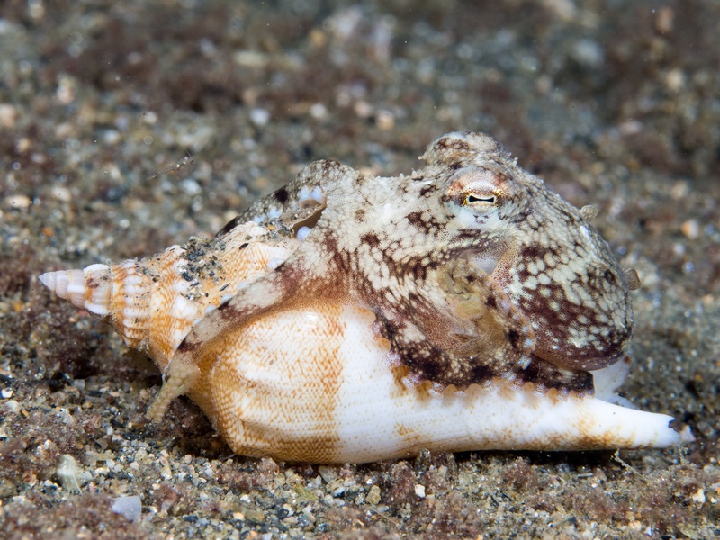 List of Water Invertebrates - Flora Fauna Fun