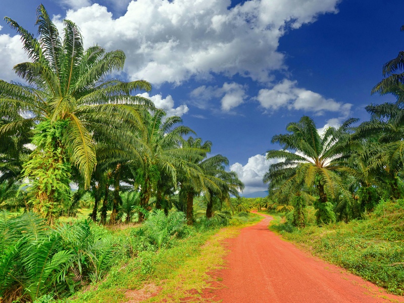 The Complete List of Trees of Senegal - Flora Fauna Fun
