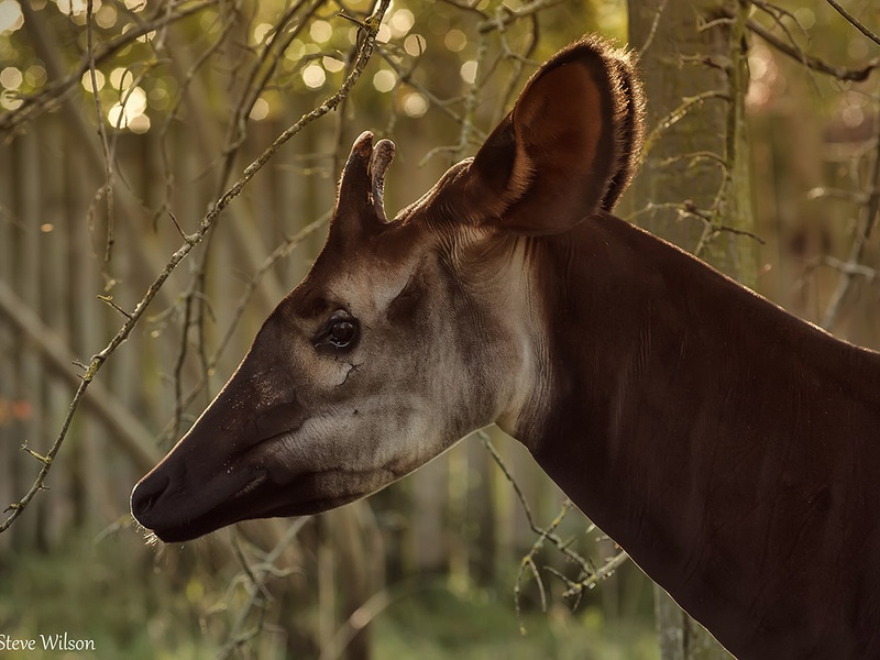 List of Congo Rainforest Fauna - Flora Fauna Fun
