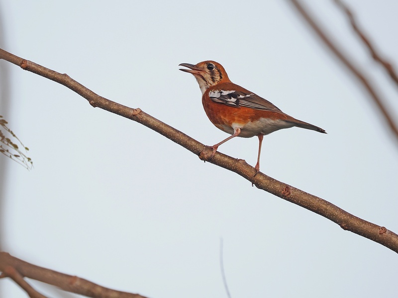 East Timor's Native Animals: The Complete List - Flora Fauna Fun