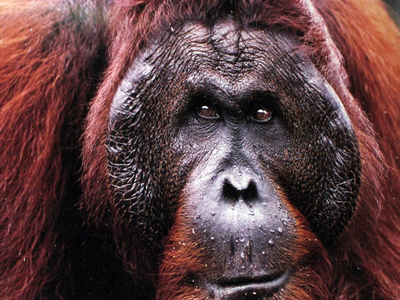 List of Interesting Rainforest Animals - Flora Fauna Fun