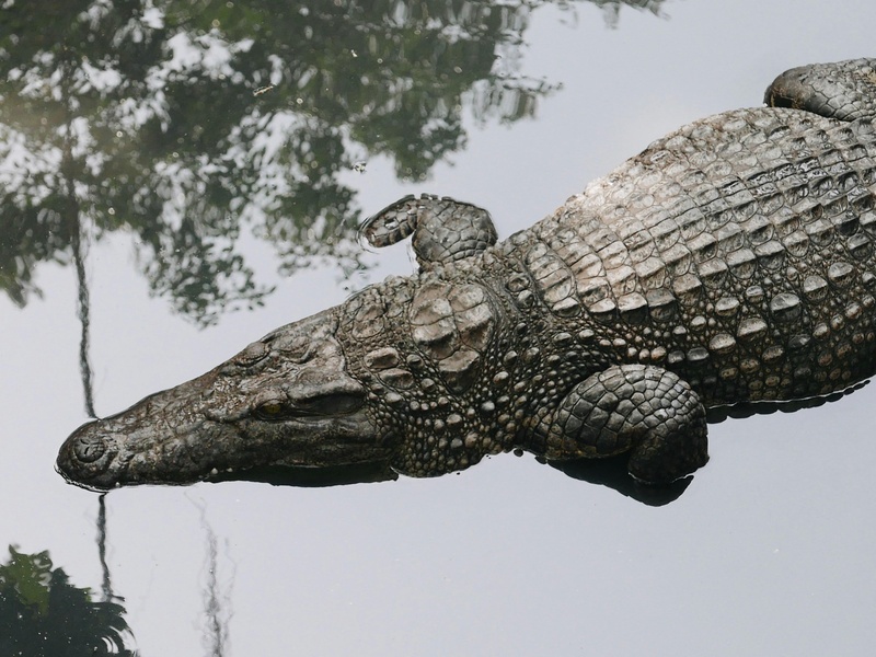 Venezuela's Native Animals: The Complete List - Flora Fauna Fun