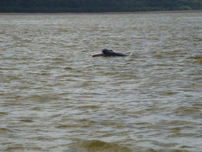 Venezuela's Native Animals: The Complete List - Flora Fauna Fun