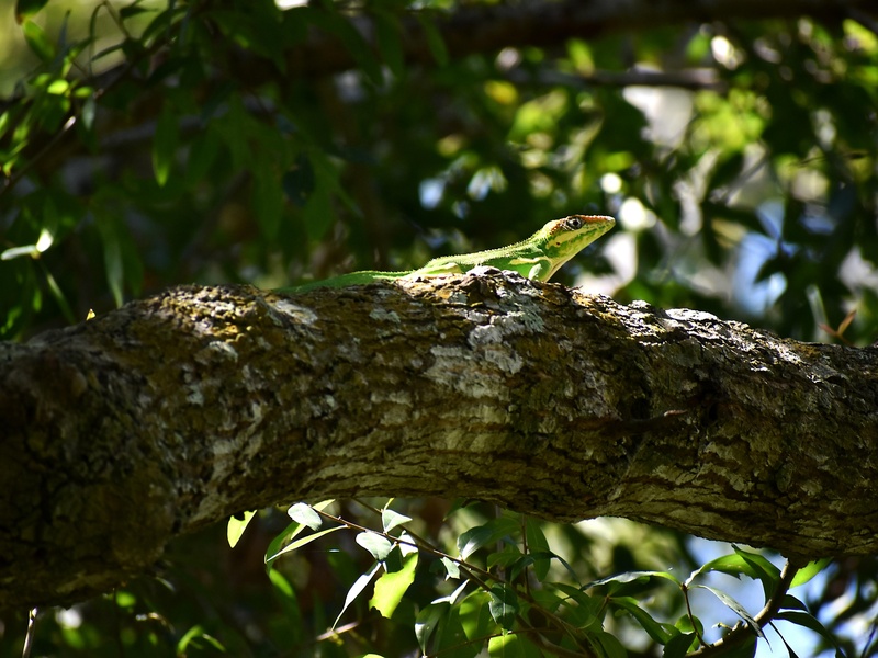 Reptiles of Saudi Arabia: The Complete List - Flora Fauna Fun