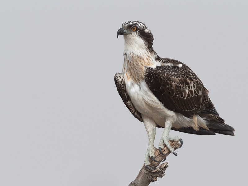 Birds of Malta: The Complete List - Flora Fauna Fun