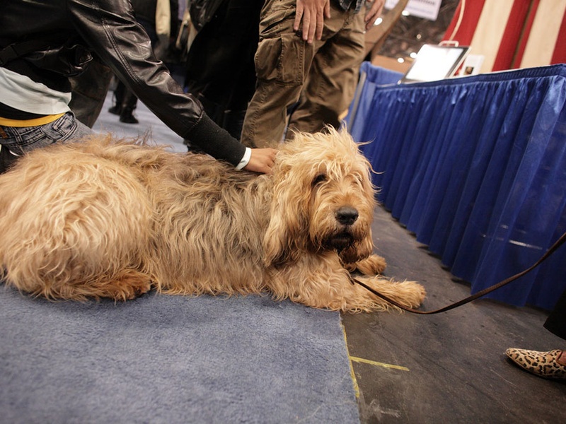 List of Light Brown Dog Breeds - Flora Fauna Fun
