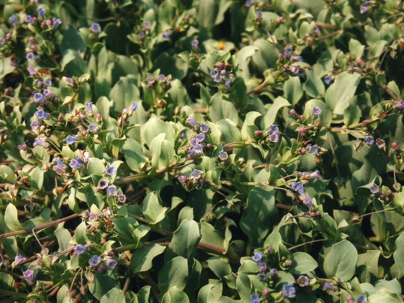 Iceland's Native Plants: The Complete List - Flora Fauna Fun