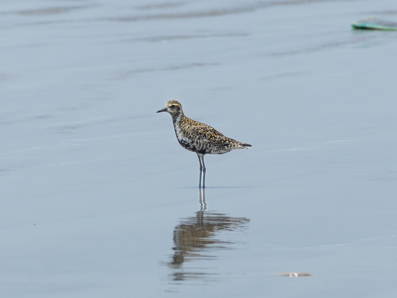 Birds Of The Maldives: The Complete List - Flora Fauna Fun