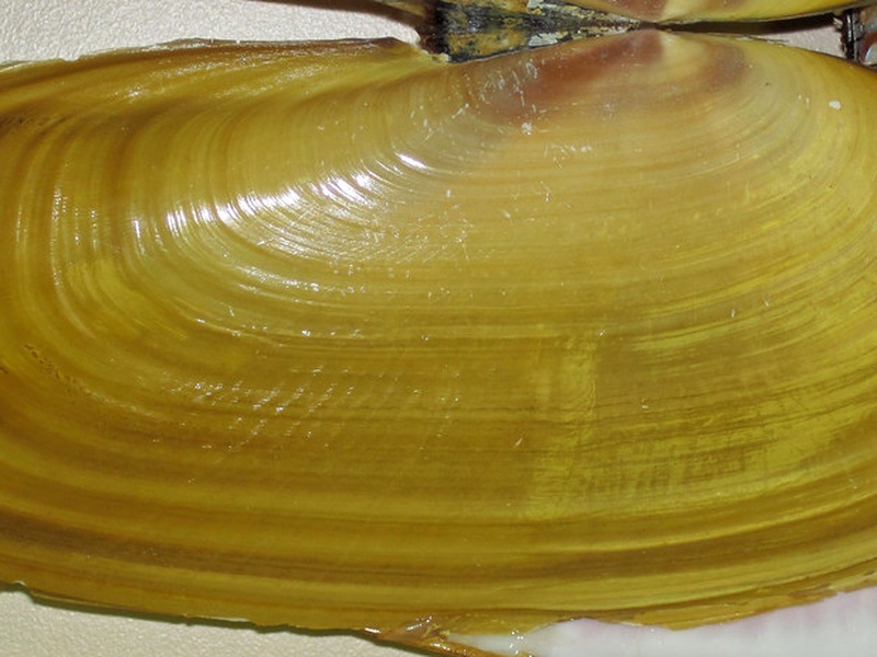 Bivalve Examples: The Complete List - Flora Fauna Fun