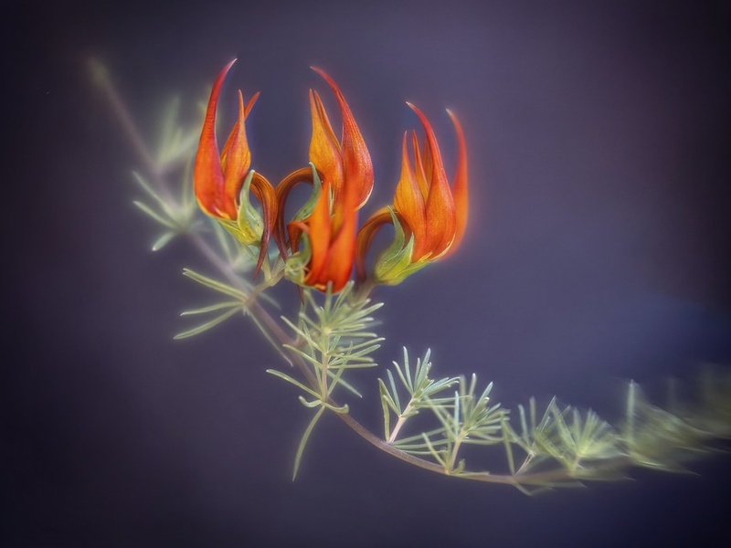 List of Rare Red Flowers - Flora Fauna Fun