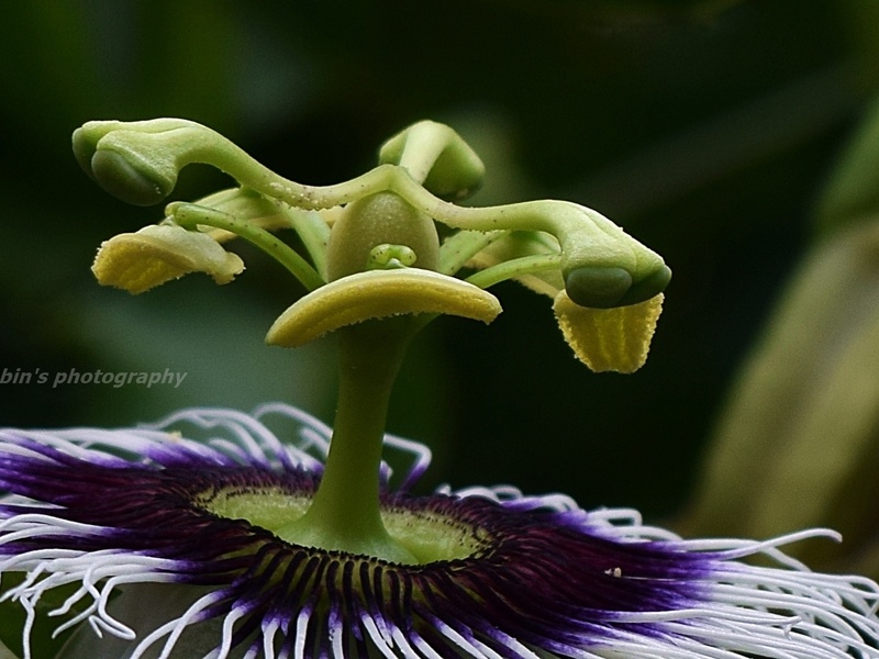 Flowers of Ecuador: The Complete List - Flora Fauna Fun