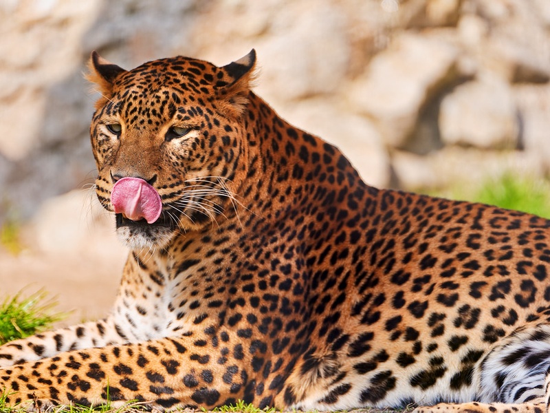 The Complete List of Mammals of Iraq - Flora Fauna Fun