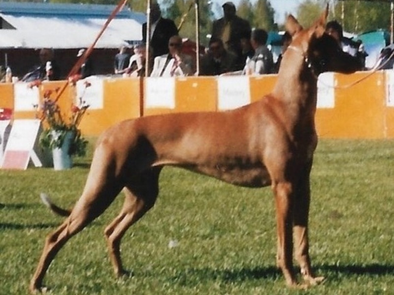 The Complete List of Racing Dog Breeds - Flora Fauna Fun