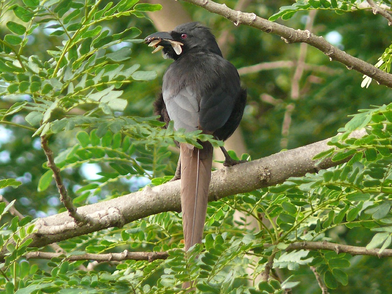Birds of Nigeria: The Complete List - Flora Fauna Fun