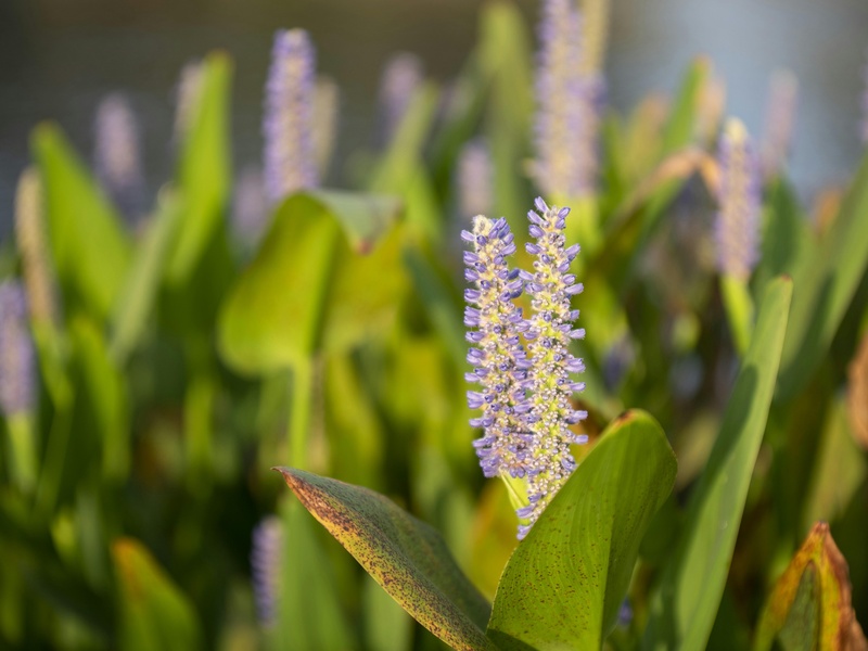 List of Plants of Canada - Flora Fauna Fun