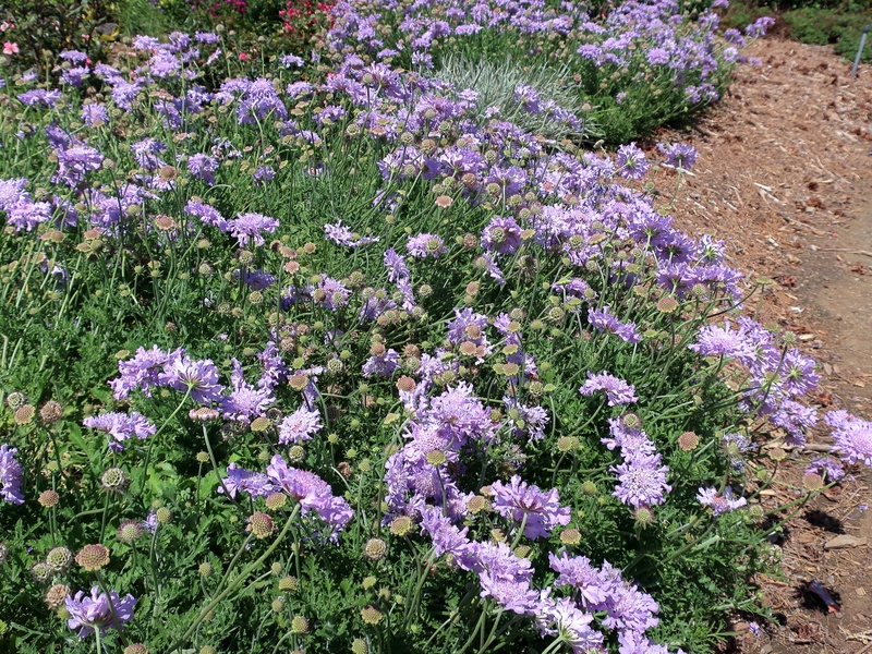 The Complete List of Blue Plants - Flora Fauna Fun