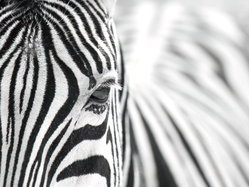 Savanna Herbivores: The Complete List - Flora Fauna Fun