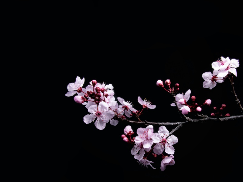 List of Flowers of South Korea - Flora Fauna Fun