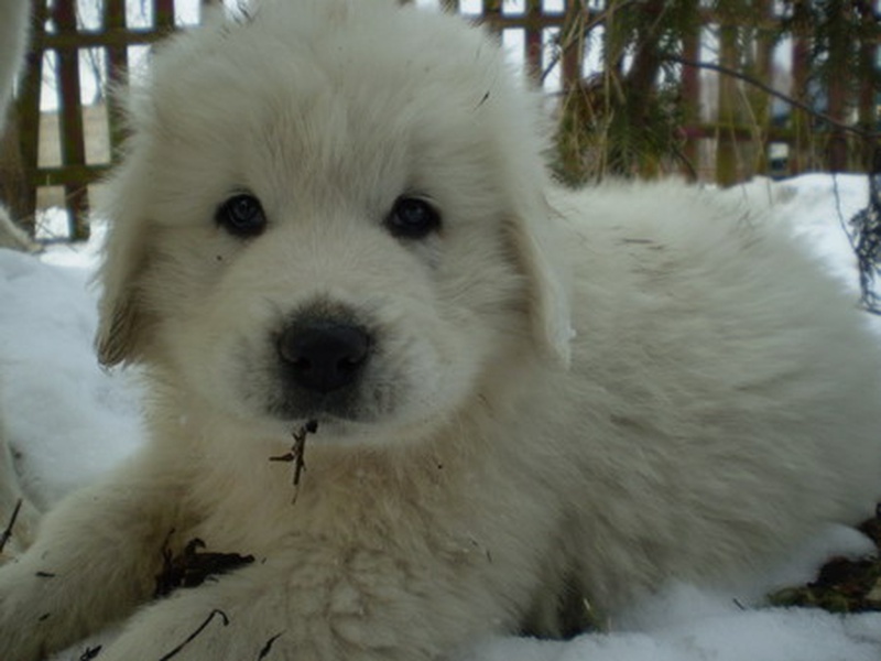 The Complete List of Farm Dog Breeds - Flora Fauna Fun