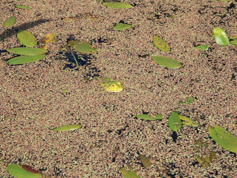 List of Endangered Species in Denmark - Flora Fauna Fun