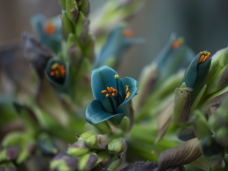 Flowers of Ecuador: The Complete List - Flora Fauna Fun