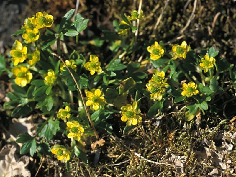 Iceland's Native Plants: The Complete List - Flora Fauna Fun