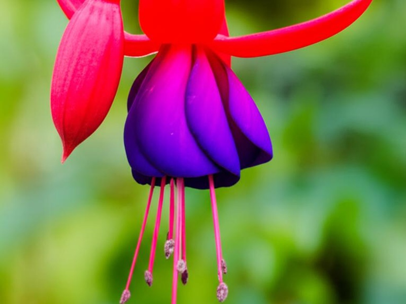 Flowers of Ecuador: The Complete List - Flora Fauna Fun