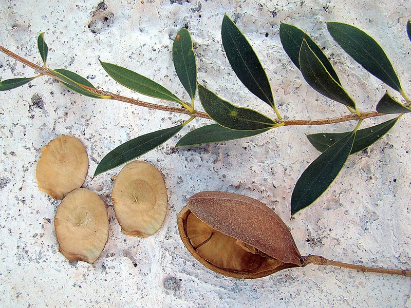 List of Paraguay's Native Plants - Flora Fauna Fun