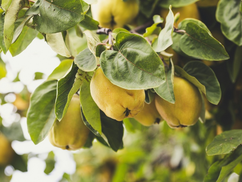 Fruits of Italy: The Complete List - Flora Fauna Fun
