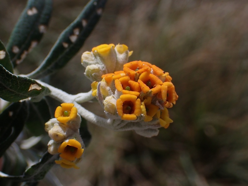 Flowers of Ecuador: The Complete List - Flora Fauna Fun