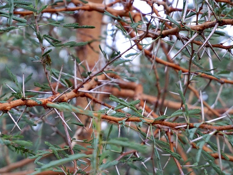 The Complete List of Trees of Senegal - Flora Fauna Fun