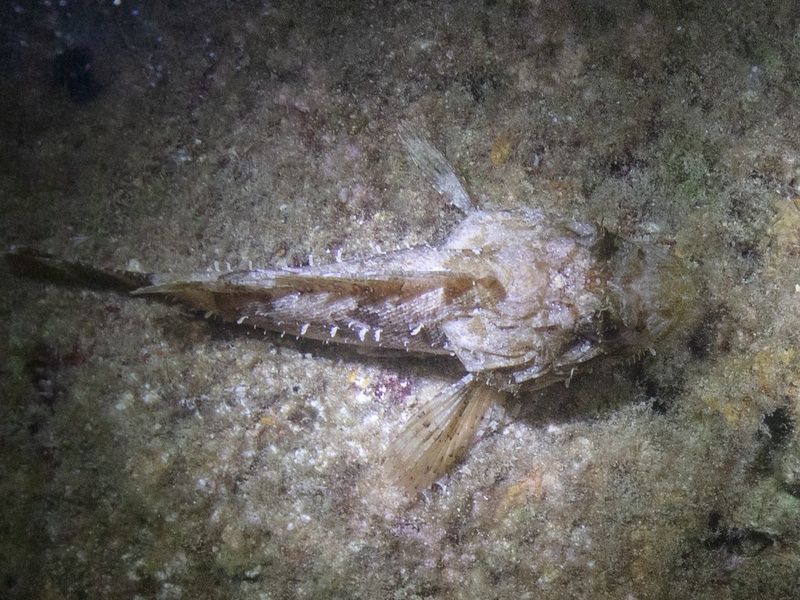 Fish of Spain: The Complete List - Flora Fauna Fun