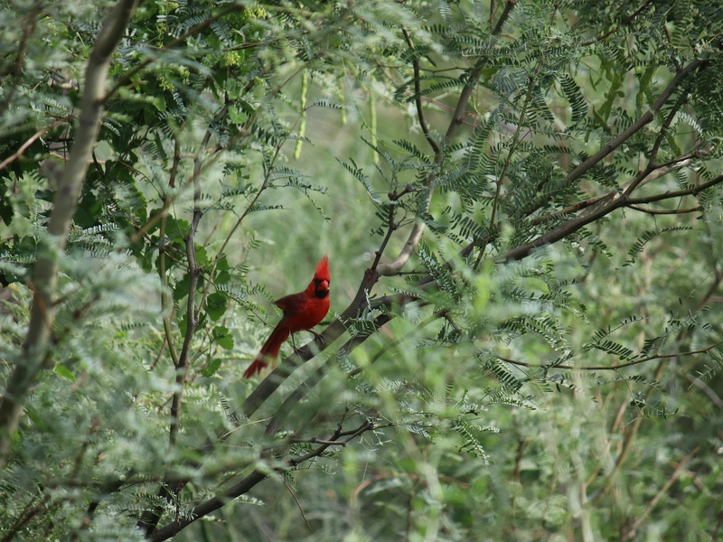 Venezuela's Native Animals: The Complete List - Flora Fauna Fun