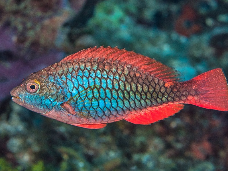 List of Fish of the Bahamas - Flora Fauna Fun