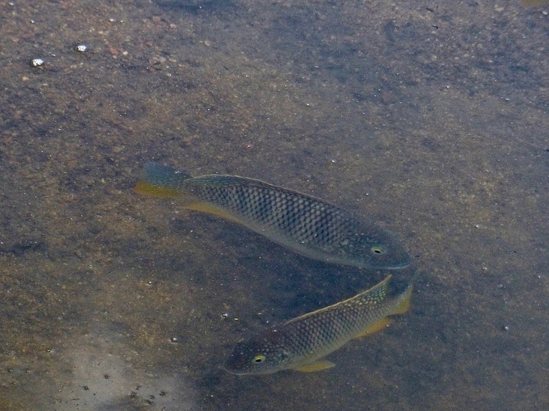 The Complete List of Fish of Zambia - Flora Fauna Fun