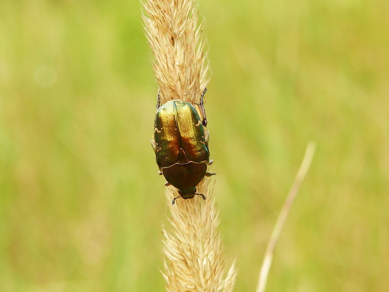 Swamp Beetles: The Complete List - Flora Fauna Fun