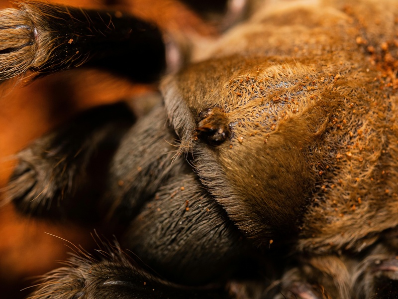 Desert Arachnids List - Flora Fauna Fun