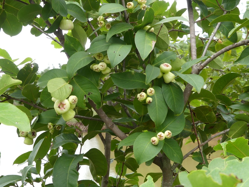 The Complete List of Rainforest Fruits - Flora Fauna Fun