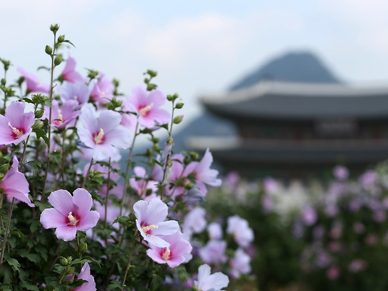 List of Flowers of South Korea - Flora Fauna Fun