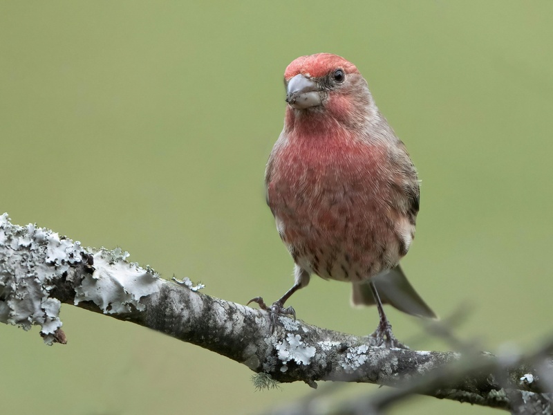 The Complete List of Birds of Uzbekistan - Flora Fauna Fun