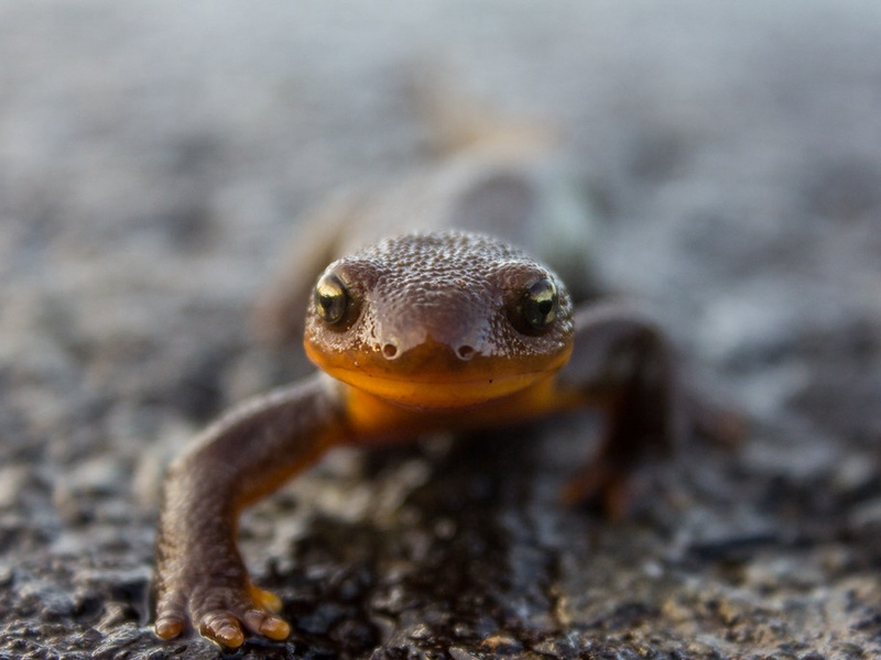 Poisonous Newts: The Complete List - Flora Fauna Fun